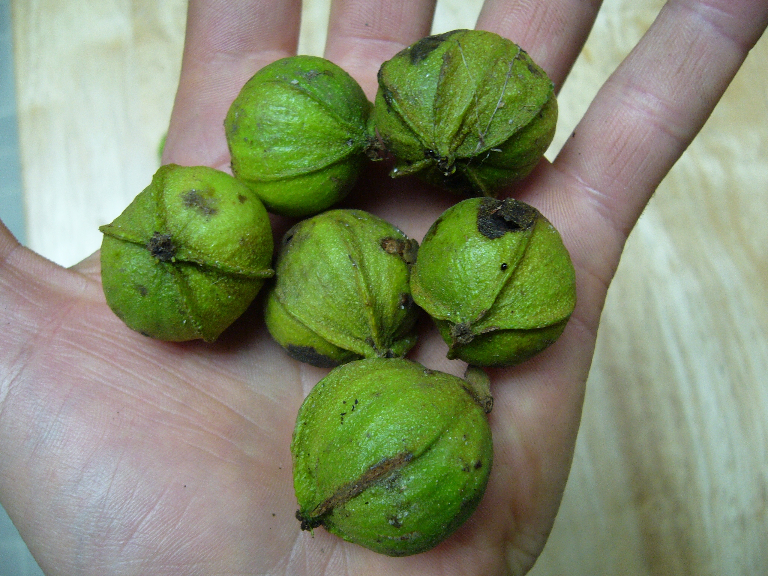 Photos - Pépinière du Golf