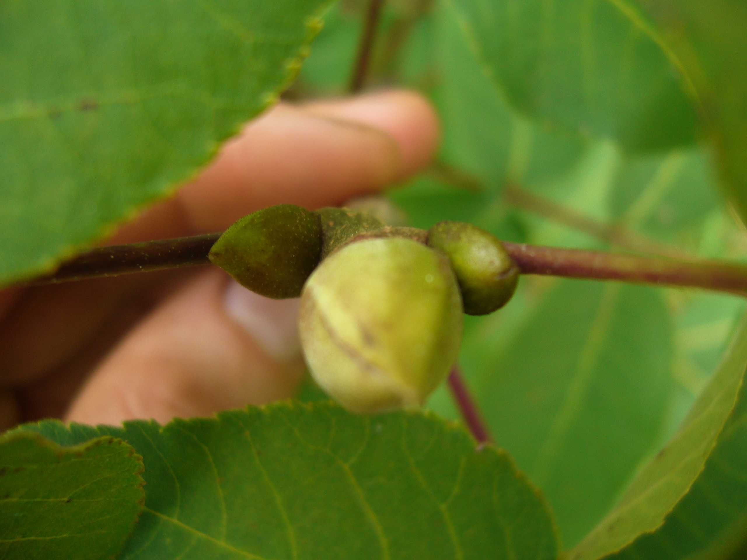 Photos - Pépinière du Golf
