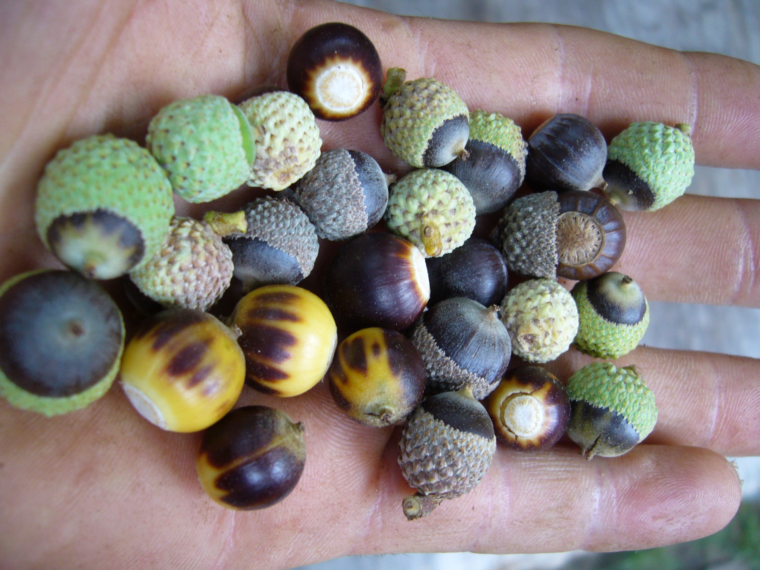 Photos - Pépinière du Golf